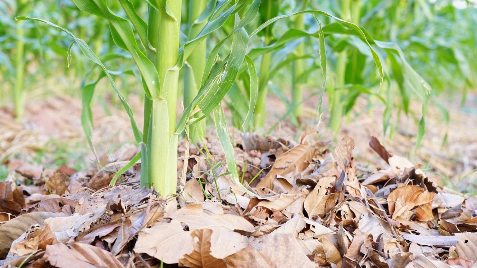 How to Make and Use Leaf Mulch - Epic Gardening