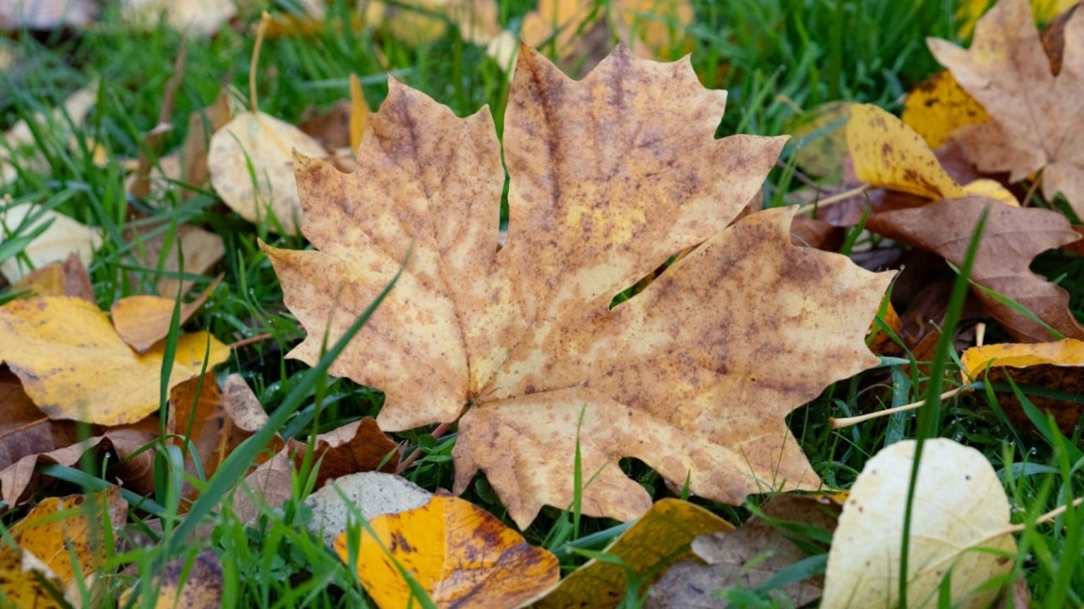 How to Rewild Your Backyard in 7 Easy Steps