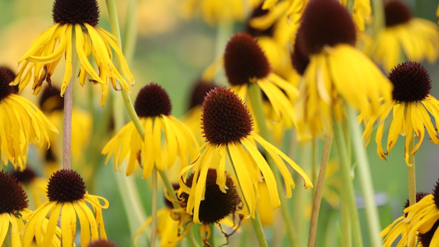 53 Yellow Flowers With Names and Pictures