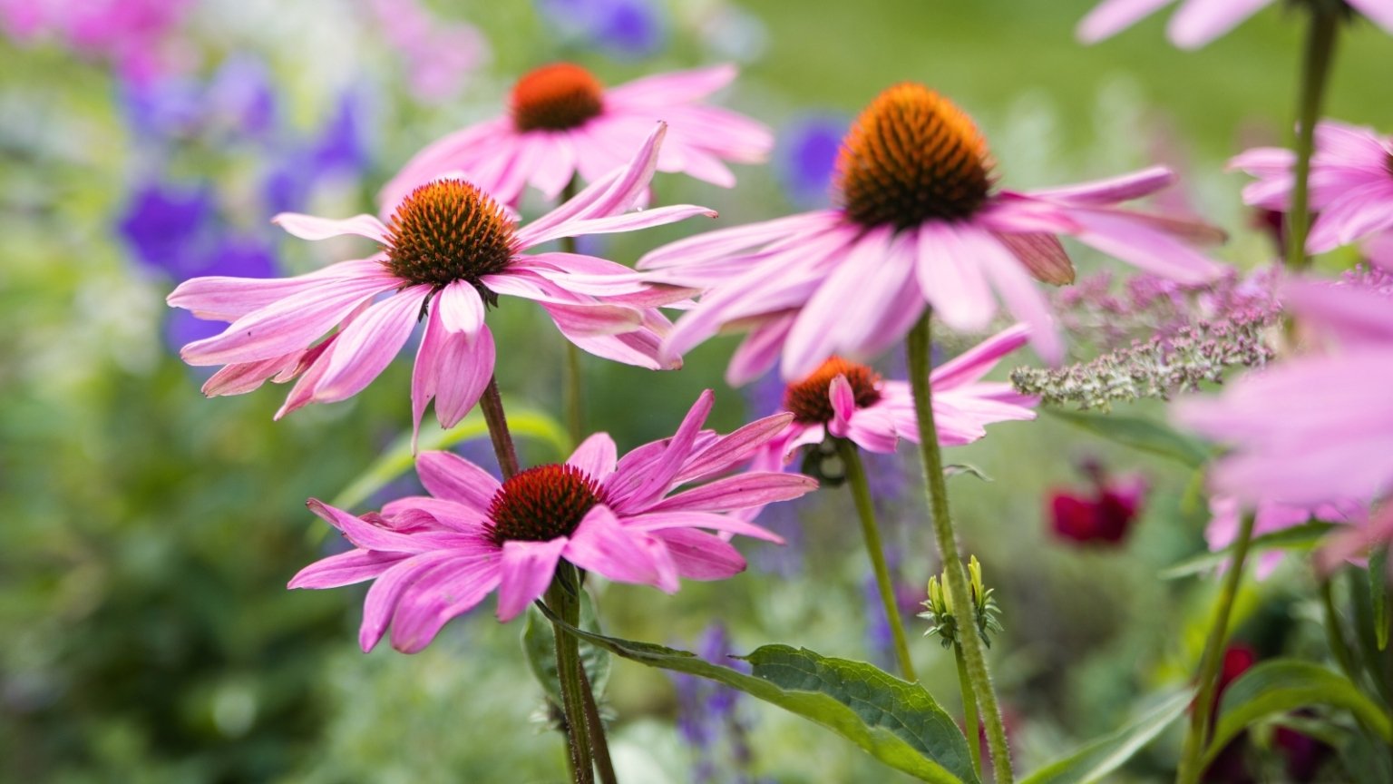17 Bulletproof Perennials That Are Almost Impossible to Kill
