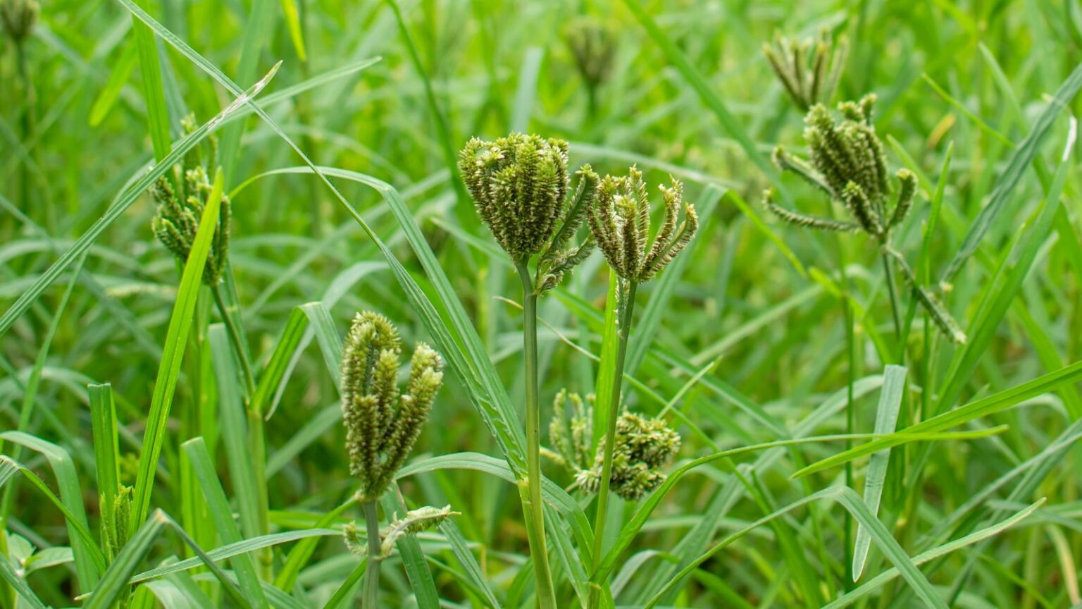 How to Plant, Grow, and Care for Millet