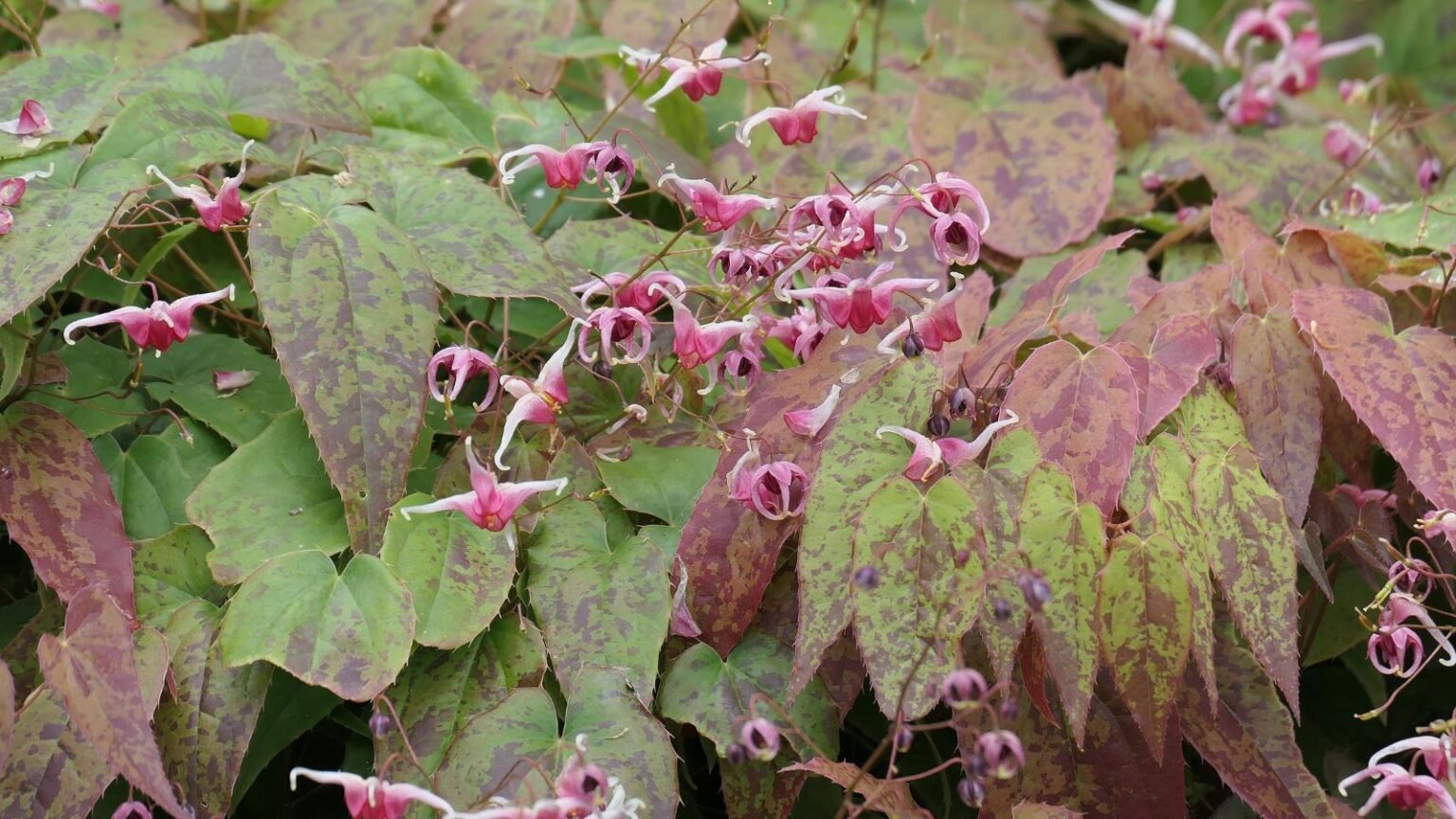 21 Garden Plants With Pink Leaves