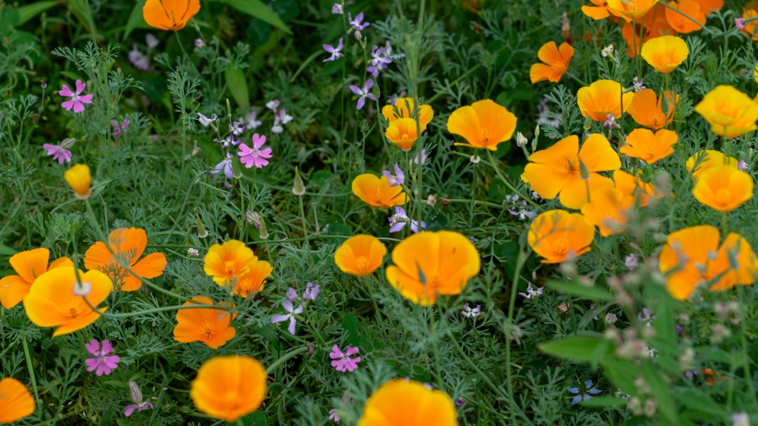 29 Beautiful Heirloom Flowers For Your Garden