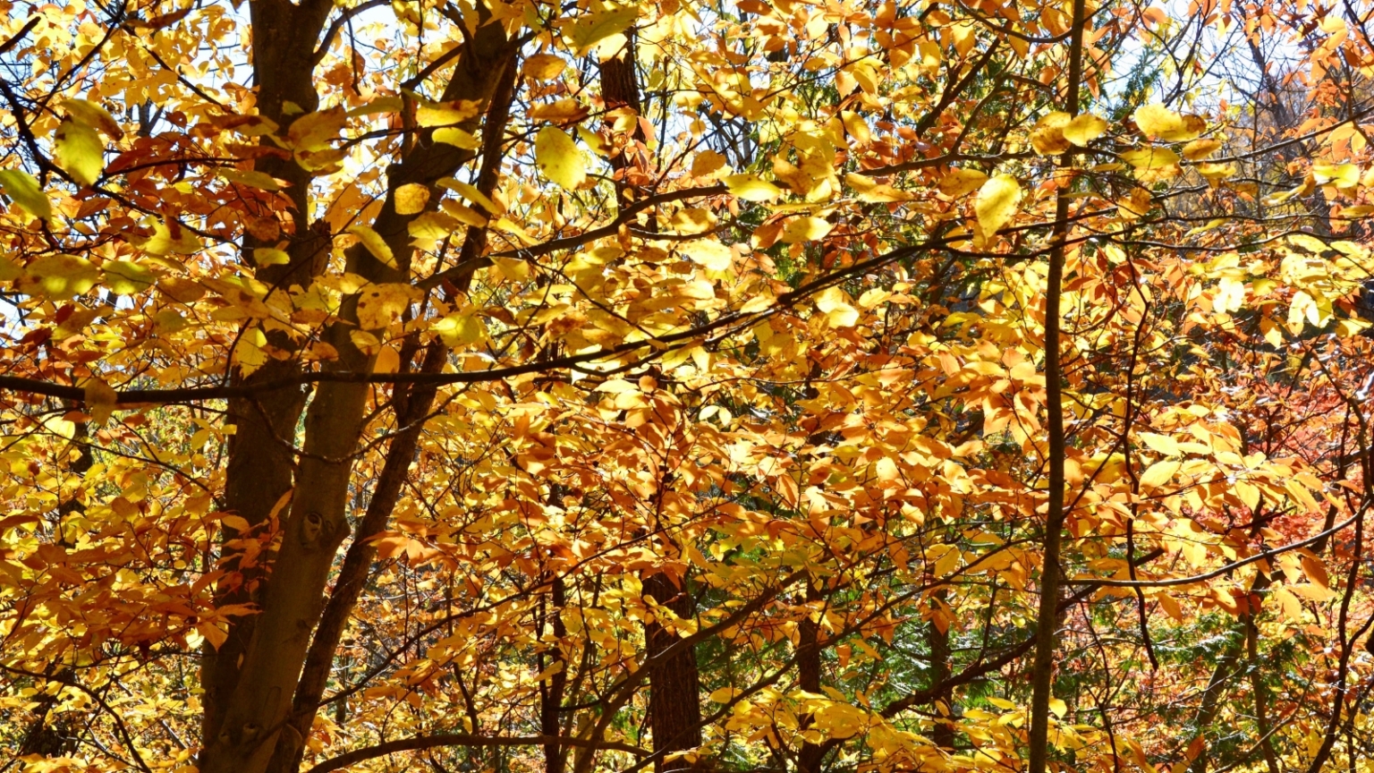 How to Plant, Grow, and Care for American Beech Trees