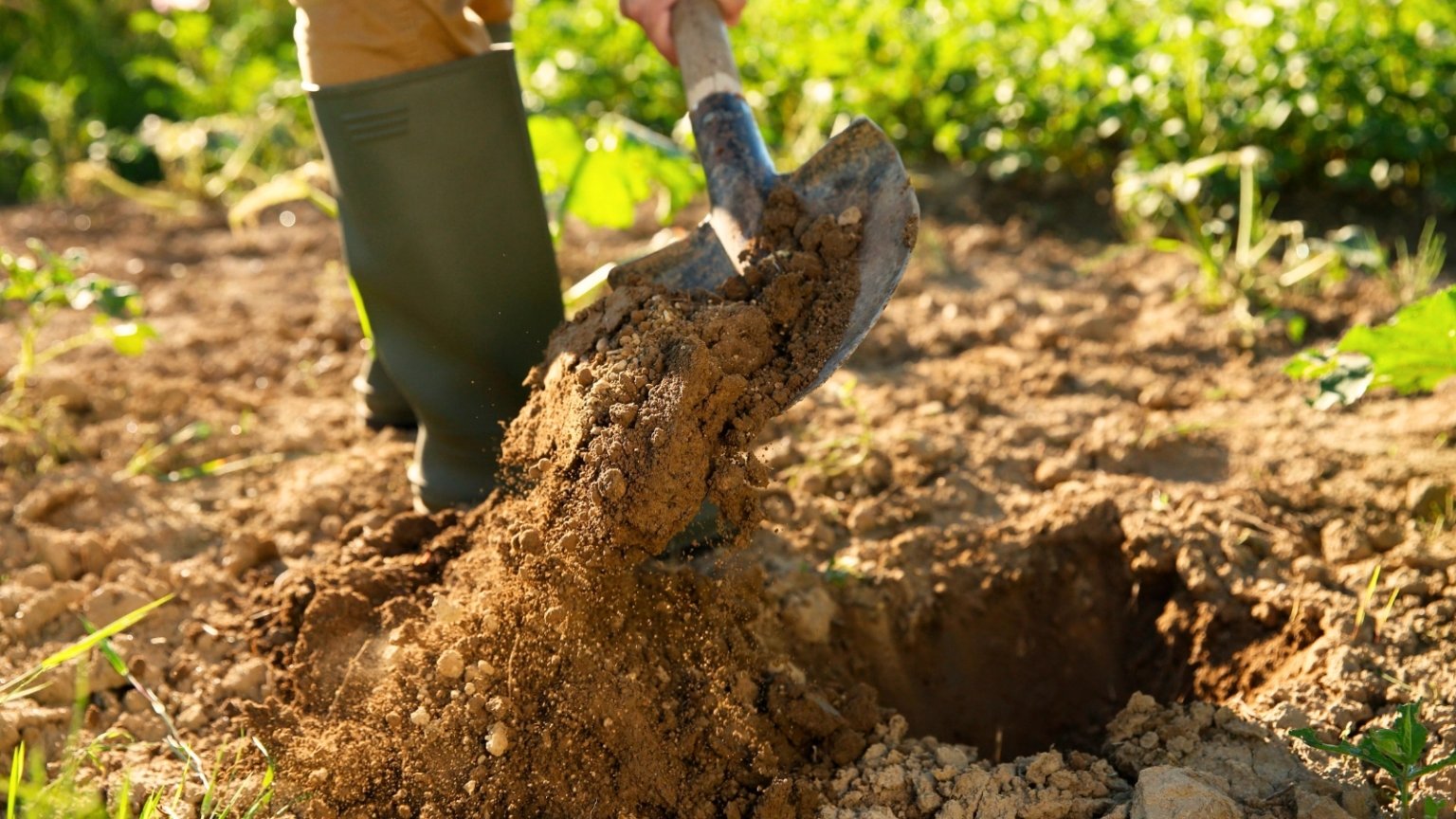How to Plant, Grow, and Care For Weeping Willow Trees