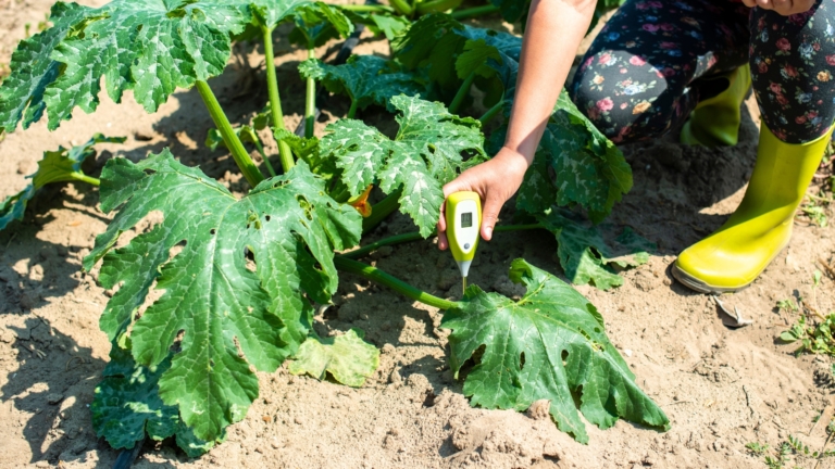 Zucchini Rotting at The Ends: Treating Blossom-End Rot in Zucchini