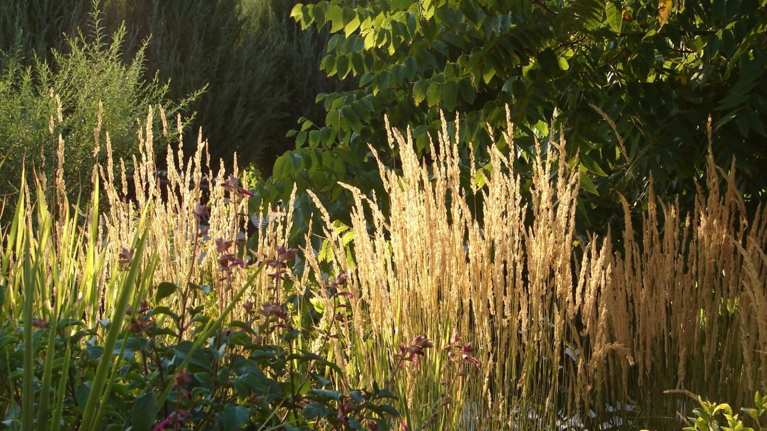 29+ Ornamental Grasses and How To Grow Them