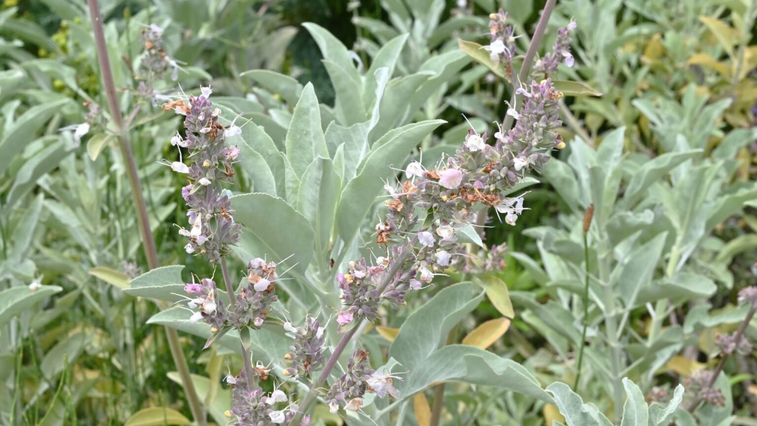 19 Different Types Of Sage For Any Garden Space - Epic Gardening