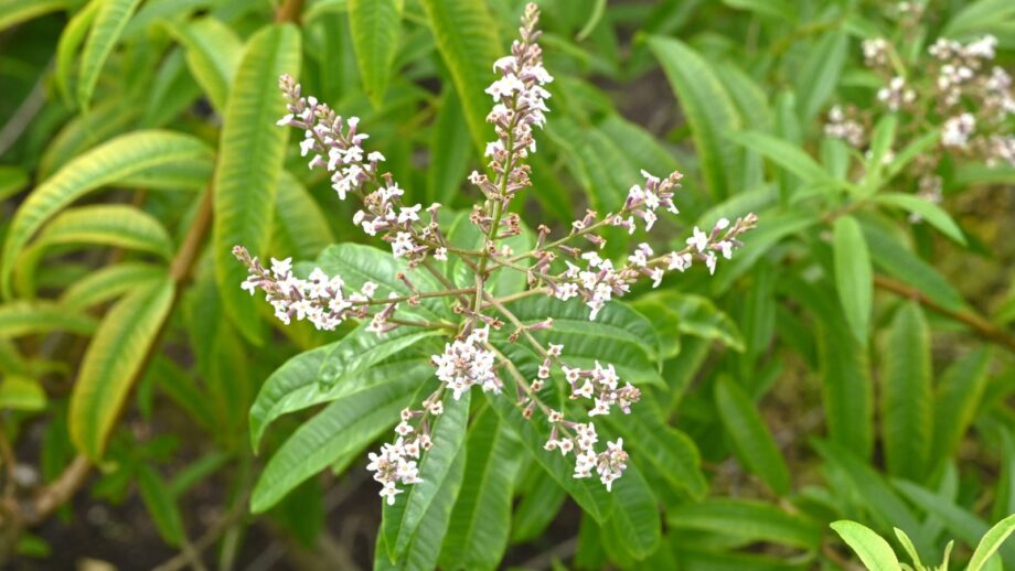 How to Plant, Grow, and Care for Lemon Verbena