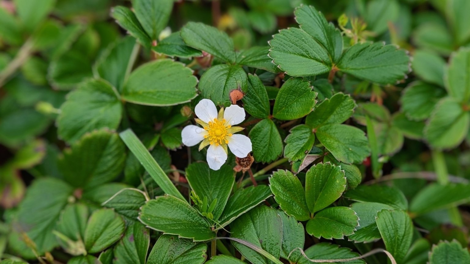 21 Wildflowers Native to Washington State