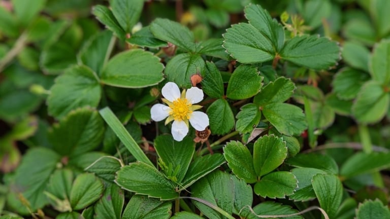 19 Aggressive Native Plants That Can Battle Invasive Species