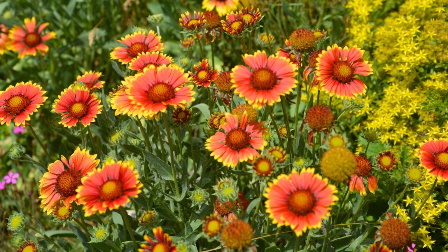 59 Short Perennial Plants For Garden Edges and Borders