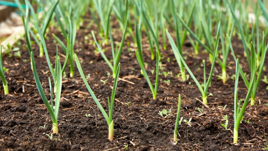 You're Harvesting These 11 Crops Too Late