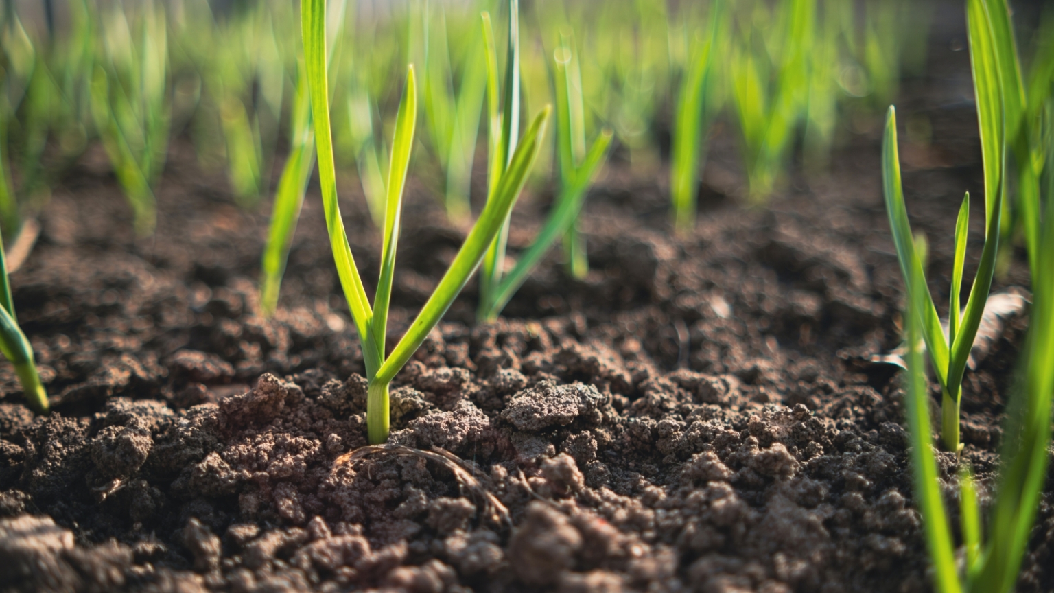 How to Plant, Grow, and Care for German White Stiffneck Garlic