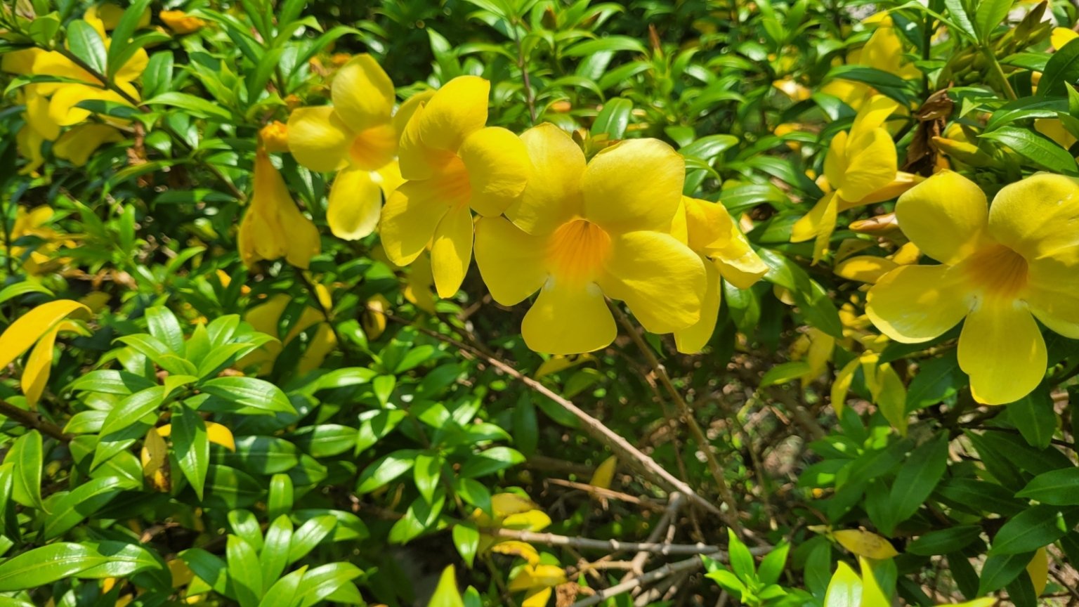 21 Beautiful, Fast-Growing Vines for Your Landscape