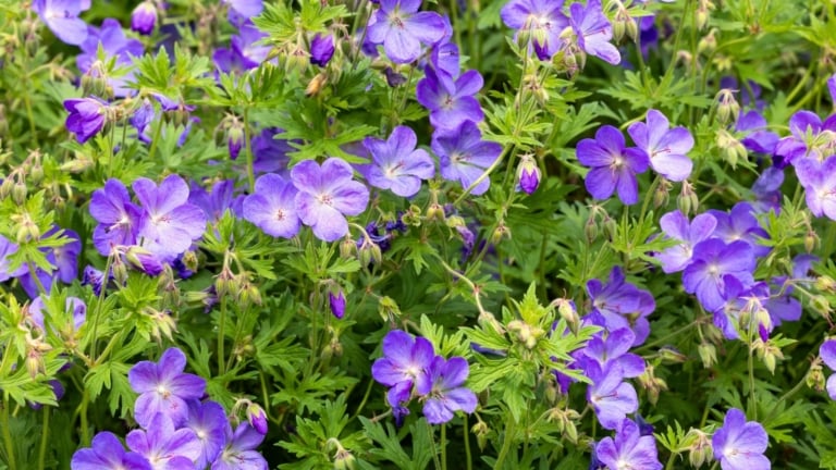 21 Best Short Perennials for the Front of the Border