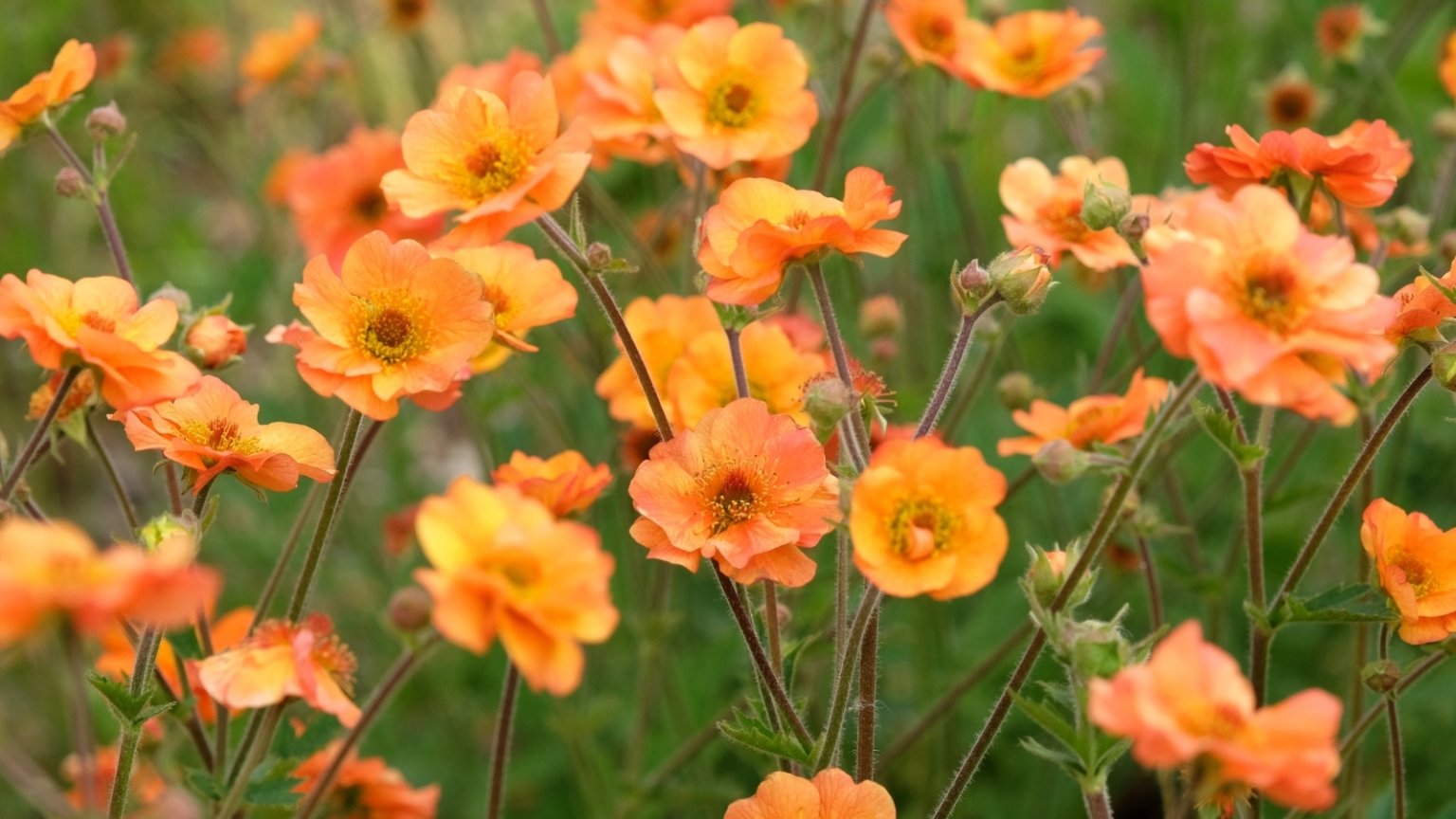 27 Popular Geum Varieties for Your Garden