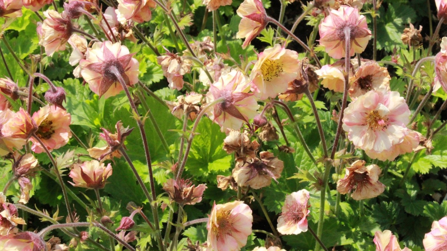 27 Popular Geum Varieties for Your Garden
