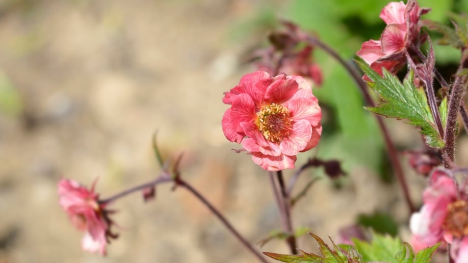 27 Popular Geum Varieties for Your Garden