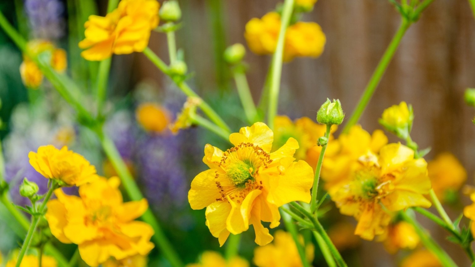 27 Popular Geum Varieties for Your Garden