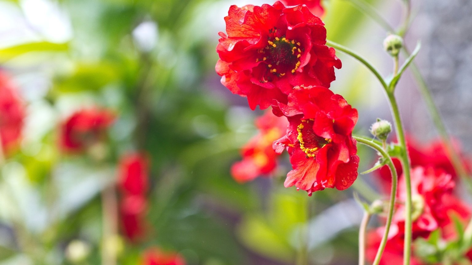 27 Popular Geum Varieties for Your Garden