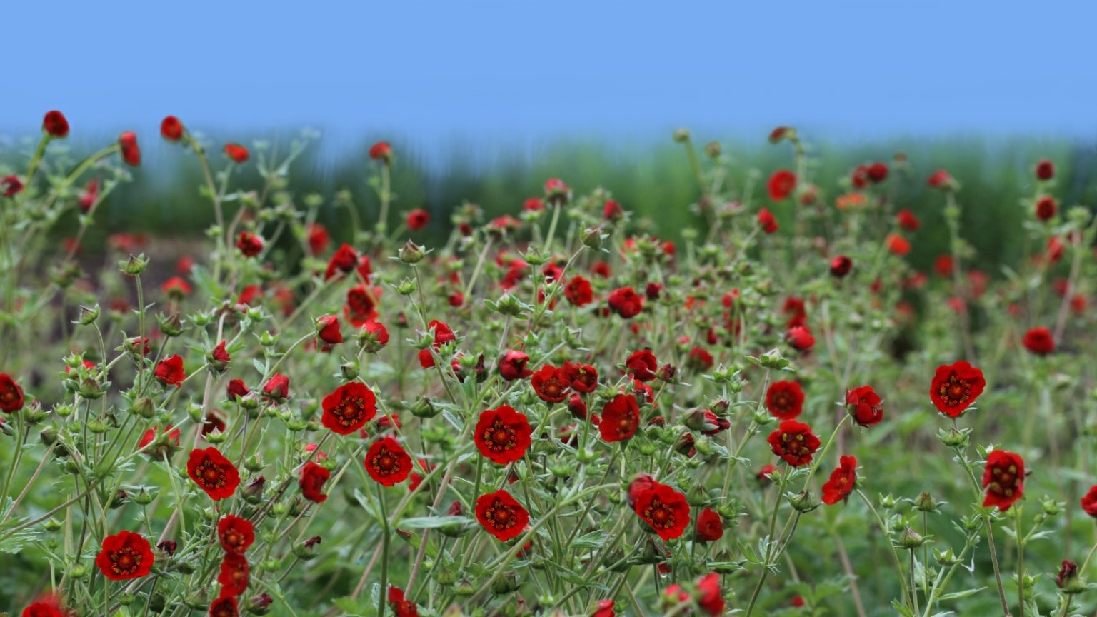 27 Popular Geum Varieties for Your Garden