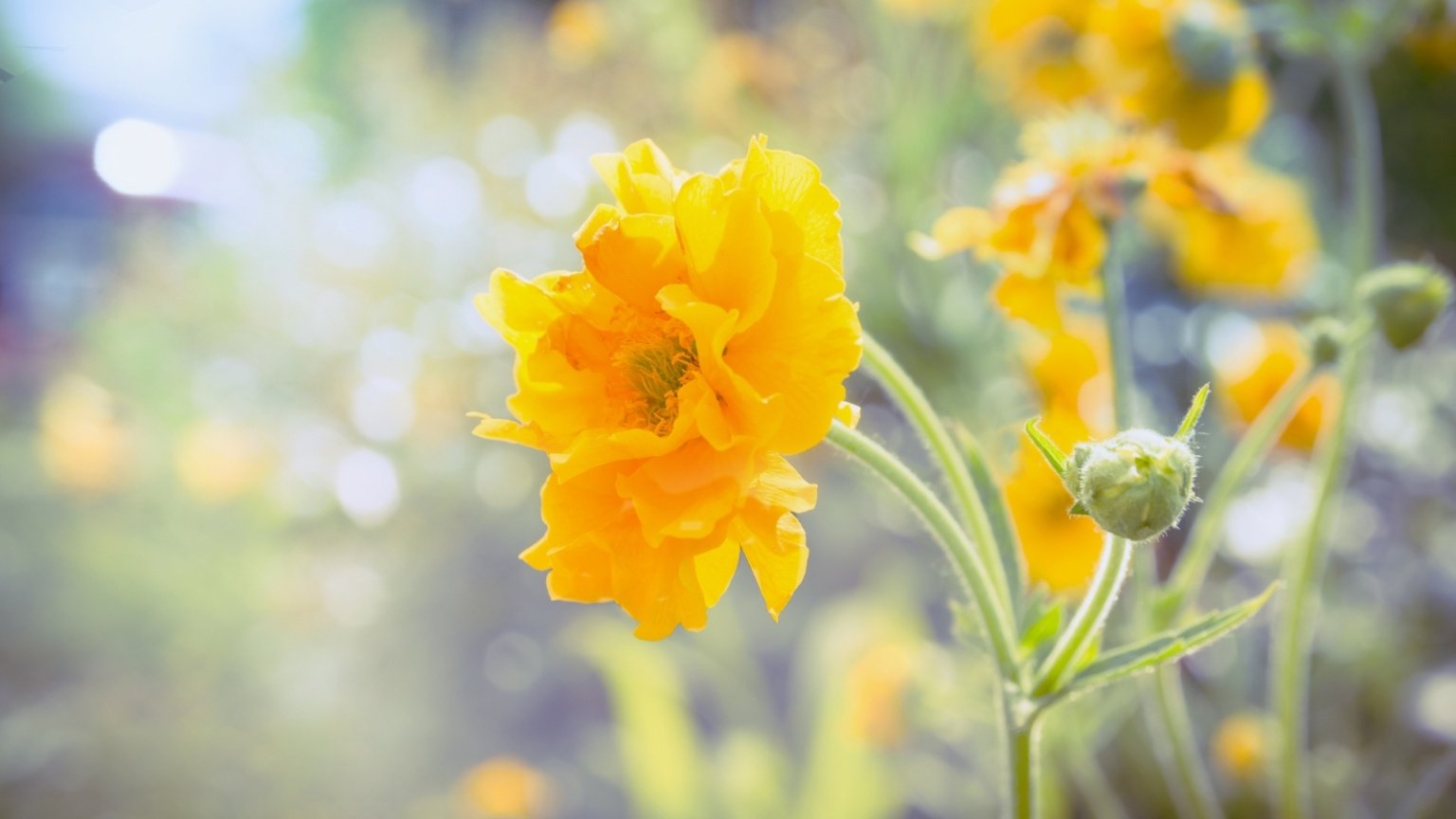 27 Popular Geum Varieties for Your Garden