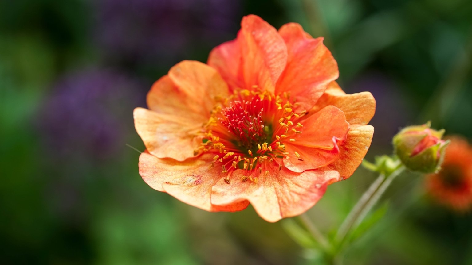 27 Popular Geum Varieties for Your Garden