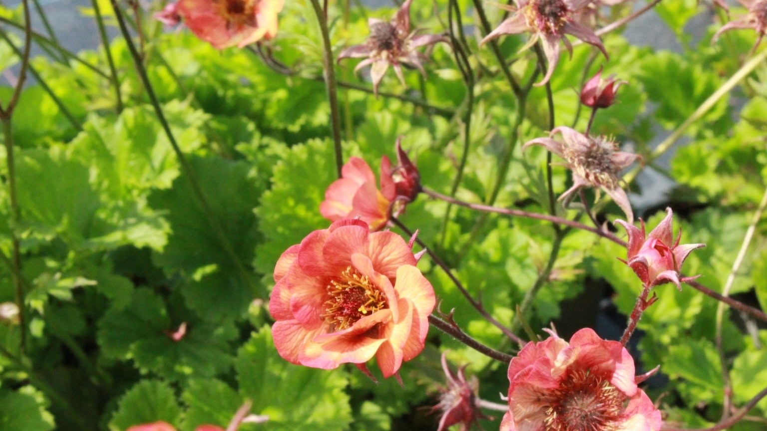 27 Popular Geum Varieties for Your Garden