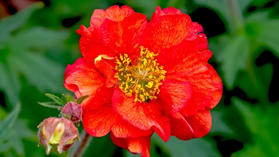 27 Popular Geum Varieties for Your Garden