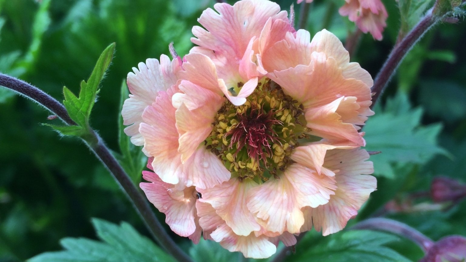 27 Popular Geum Varieties for Your Garden