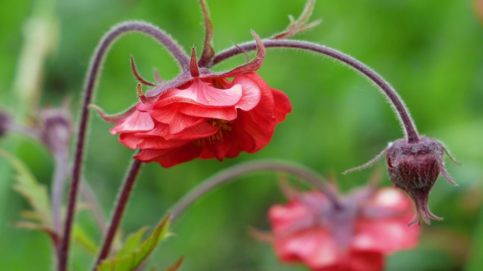 27 Popular Geum Varieties for Your Garden
