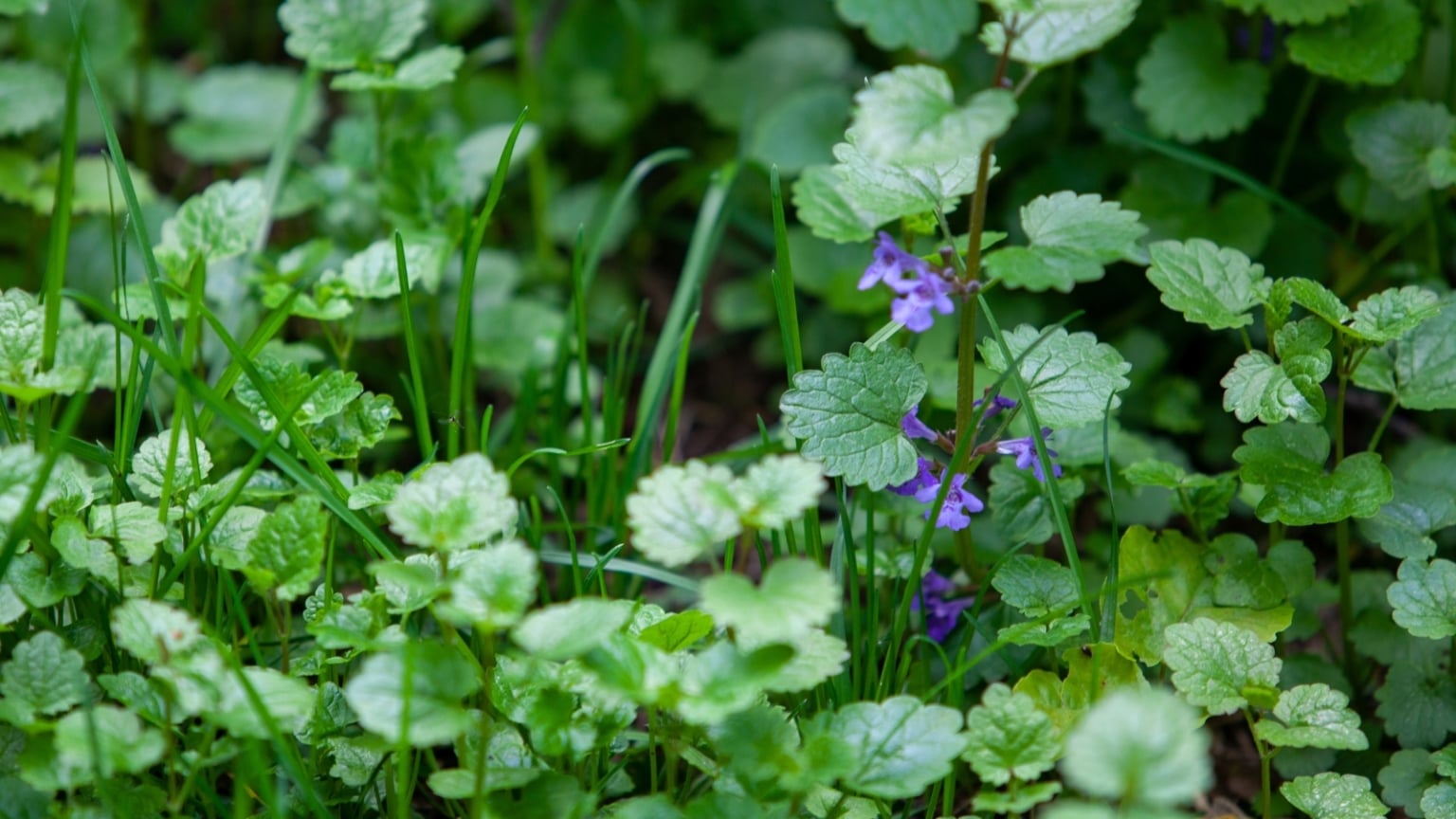 23 Common Lawn Weeds and How to Manage Them