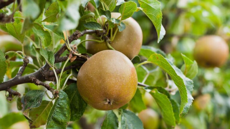 How to Plant, Grow, and Care for Asian Pear Trees