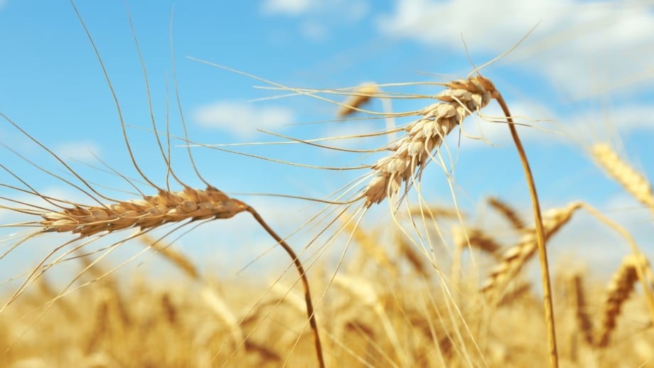 7 Reasons You Should Grow Wheat in Your Garden