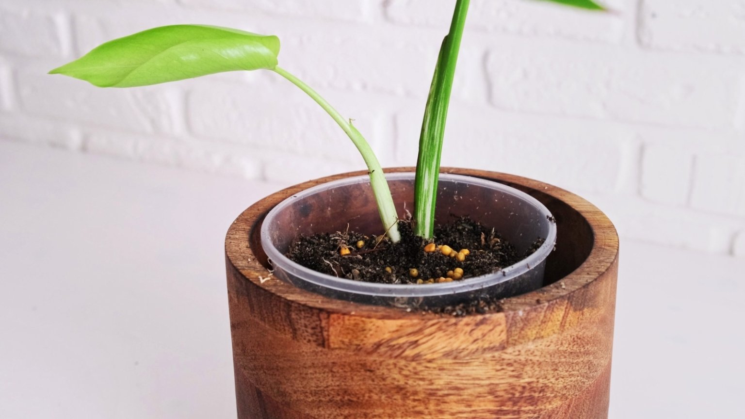 White Mold on Houseplant Soil: What it Means and What to Do