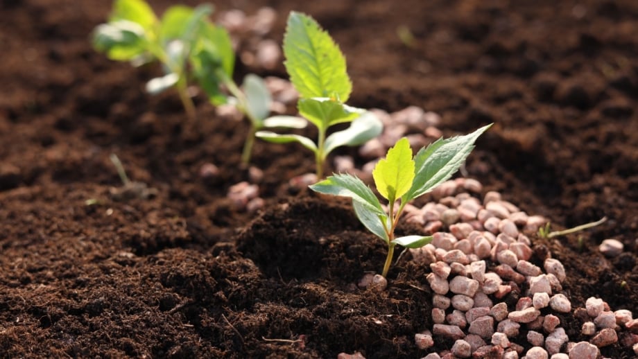 7 Benefits of Langbeinite Fertilizer
