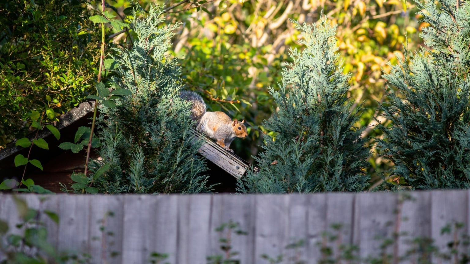 How to Rewild Your Backyard in 7 Easy Steps