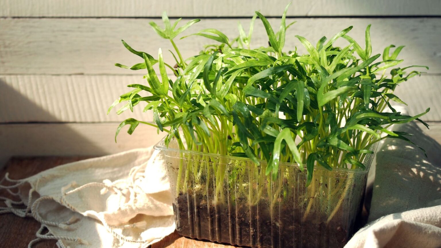 How To Grow Spinach Microgreens in 6 Easy Steps