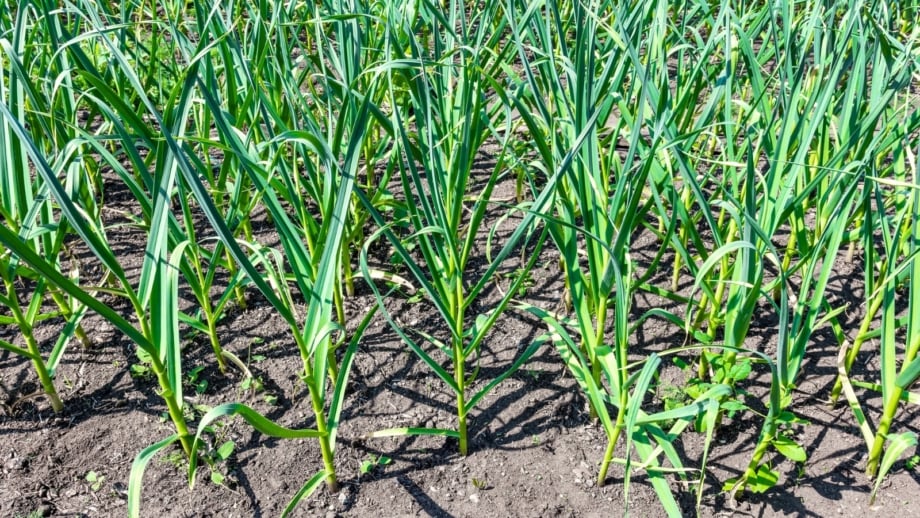 How to Plant, Grow, and Care for Sicilian Artichoke Softneck Garlic