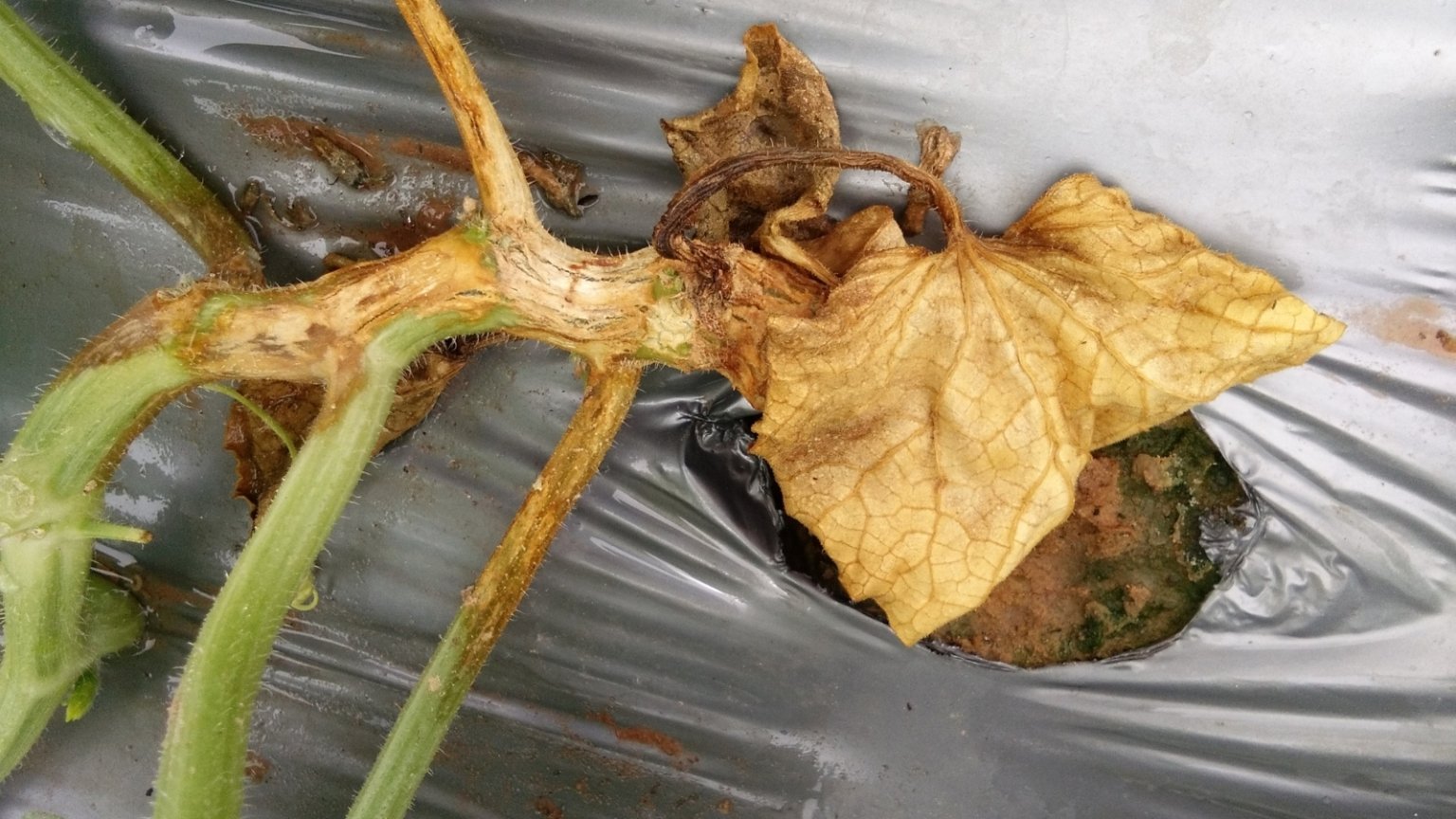 7 Common Watermelon Diseases and How to Treat Them