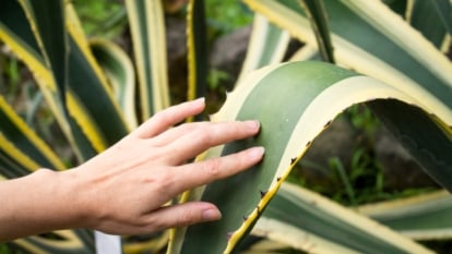 How to Propagate Agave From Leaf Cuttings