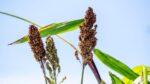 How to Plant, Grow, and Care for Sorghum