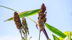 How to Plant, Grow, and Care for Sorghum