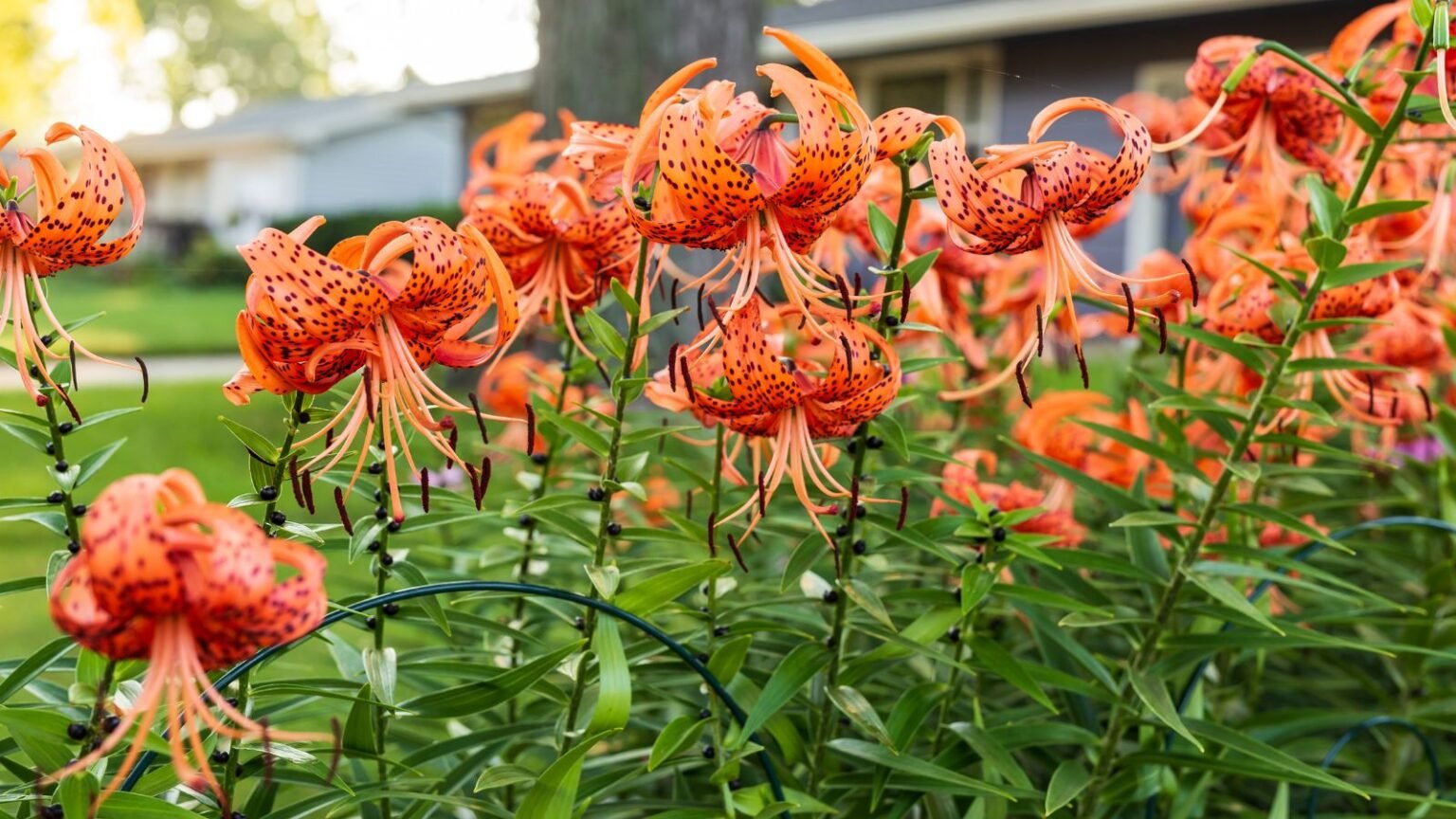 How to Plant, Grow, and Care for Tiger Lily