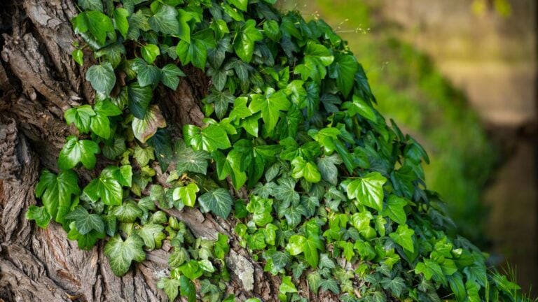 English Ivy: How To Grow And Manage Hedera Helix - Epic Gardening