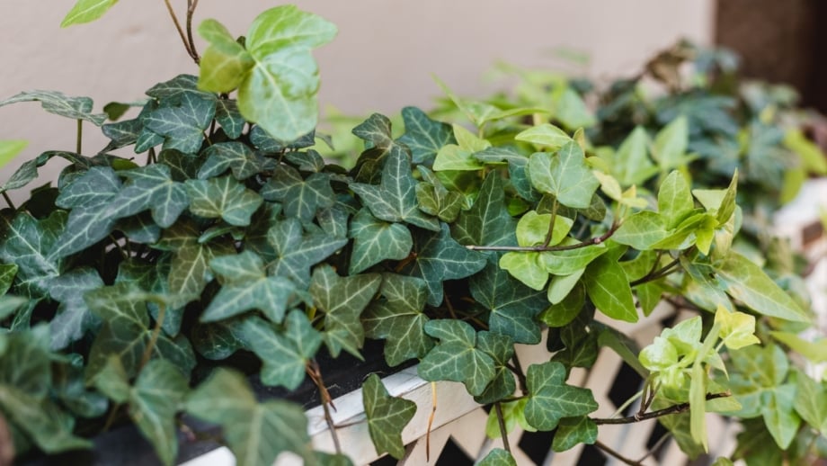 English Ivy: How To Grow And Manage Hedera Helix - Epic Gardening