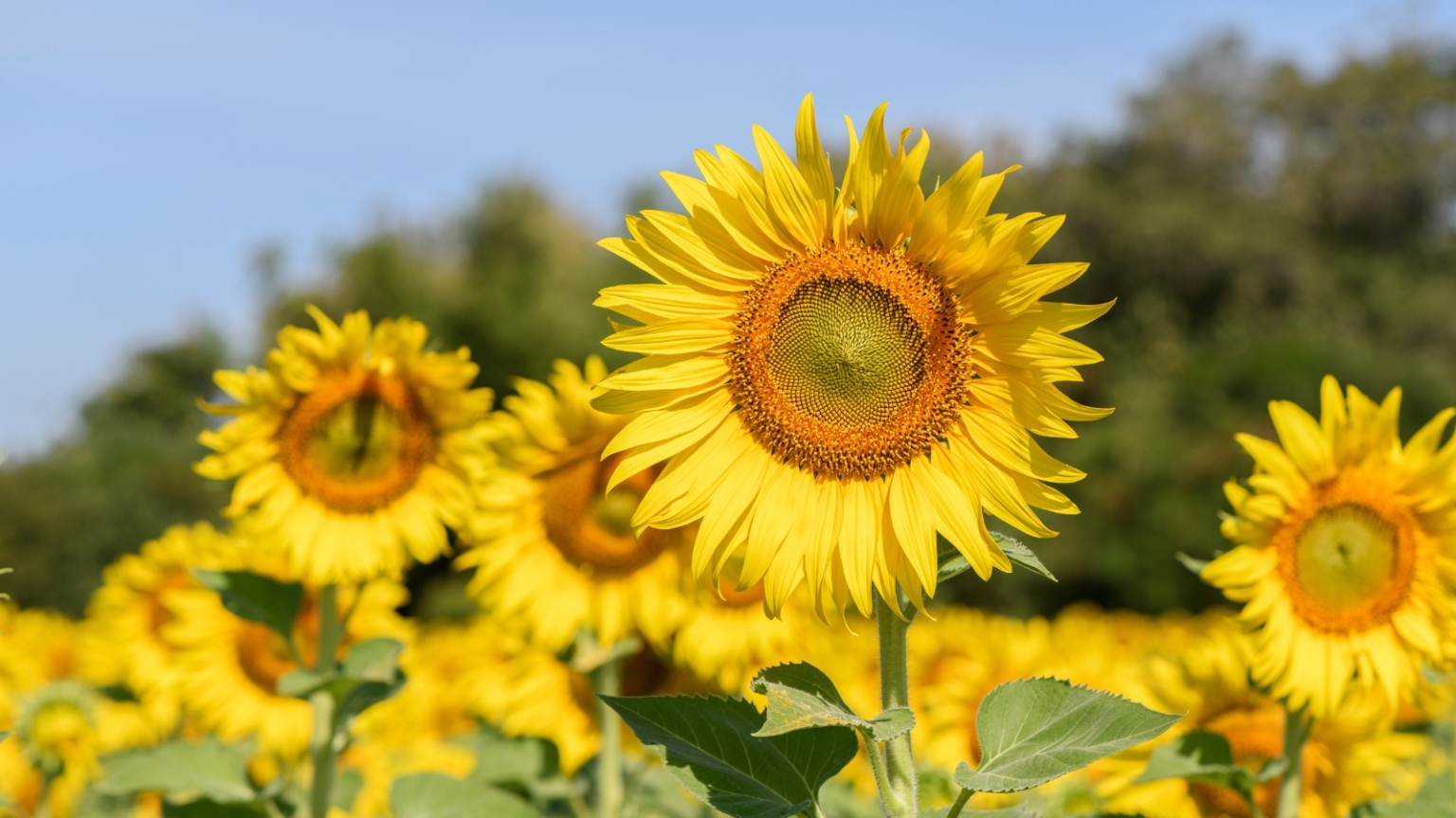 23 Easy Beginner Flowers You Can Still Plant This Year