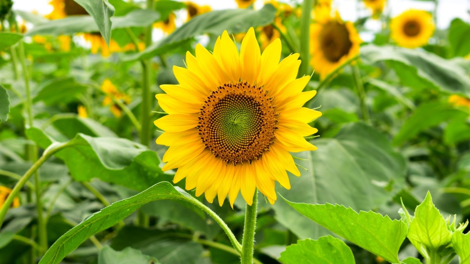 29 Beautiful Heirloom Flowers For Your Garden