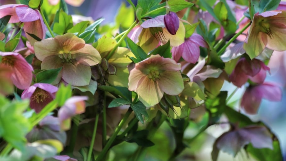 15 Low-Maintenance Plants for Shade Gardens